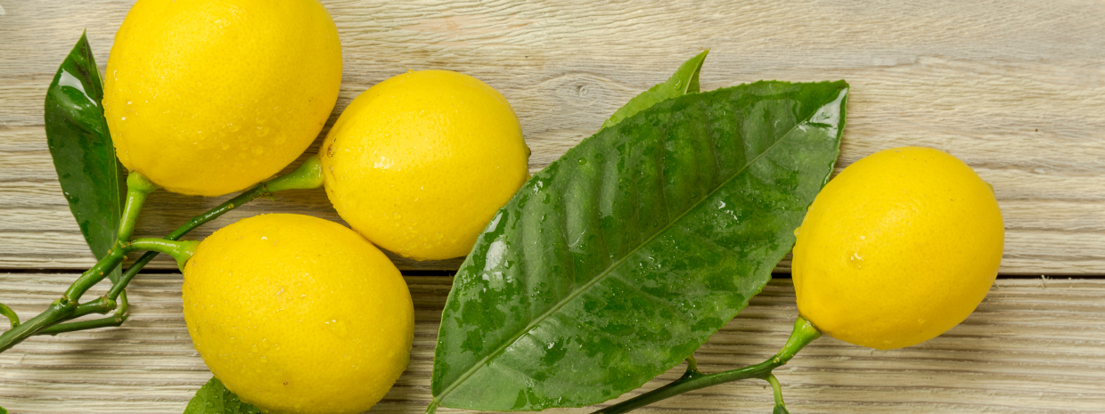 LEMON – My Citrus Tree Variety Information – GrowScripts