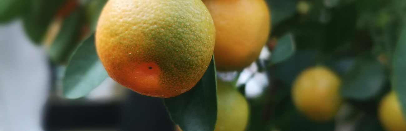 How Cold Can Citrus Trees Go? | Citrus Freeze Protection & Recovery ...