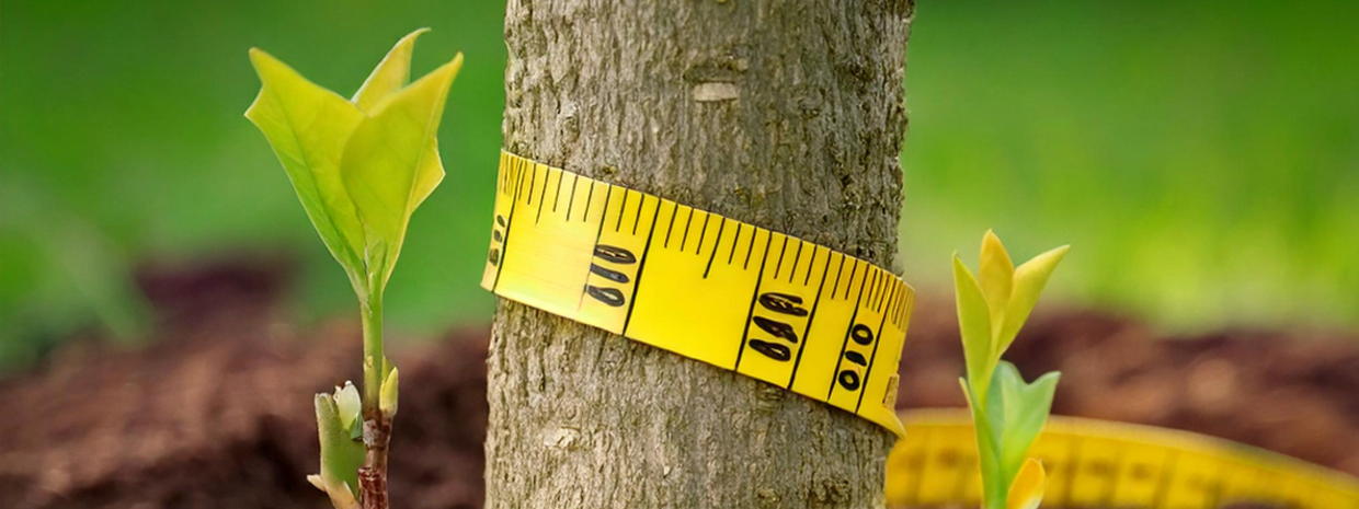 How to Fertilize Trees: A Complete Guide by Trunk Size – GrowScripts