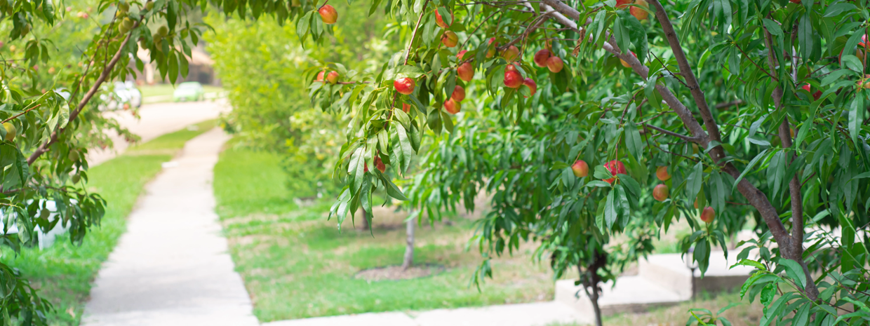 The Ultimate Peach Tree Care Plan | Fertilizing, Watering & Maintenance ...